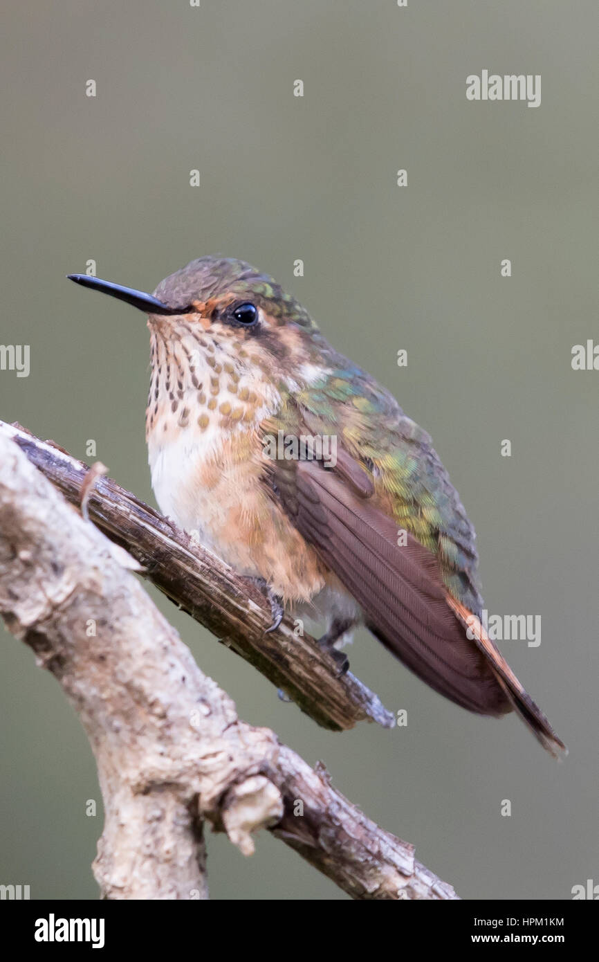 Volcano Hummingbird female (Selasphorus flammula) Costa Rica Stock ...