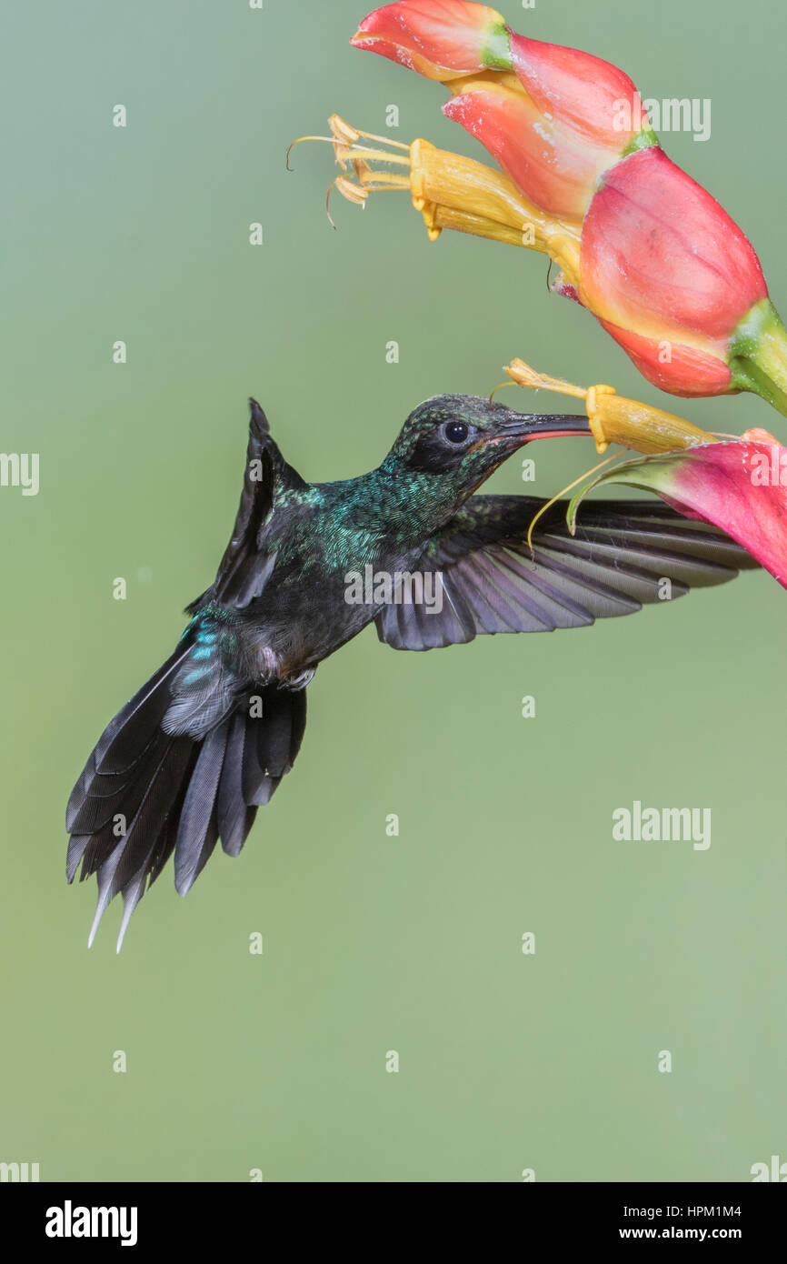 Green Hermit Hummingbird feeding on flower (Phaethornis guy) Costa Rica ...