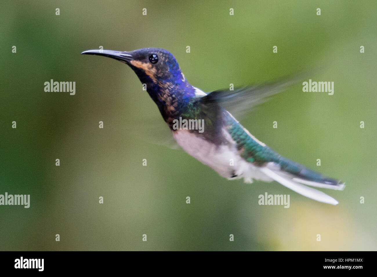 White-Necked Jacobin Hummingbird male juvenile flying (Florisuga ...