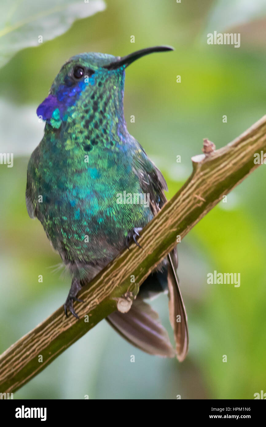 Green Violetear Hummingbird (Colibri thalassinus) Costa Rica Stock ...