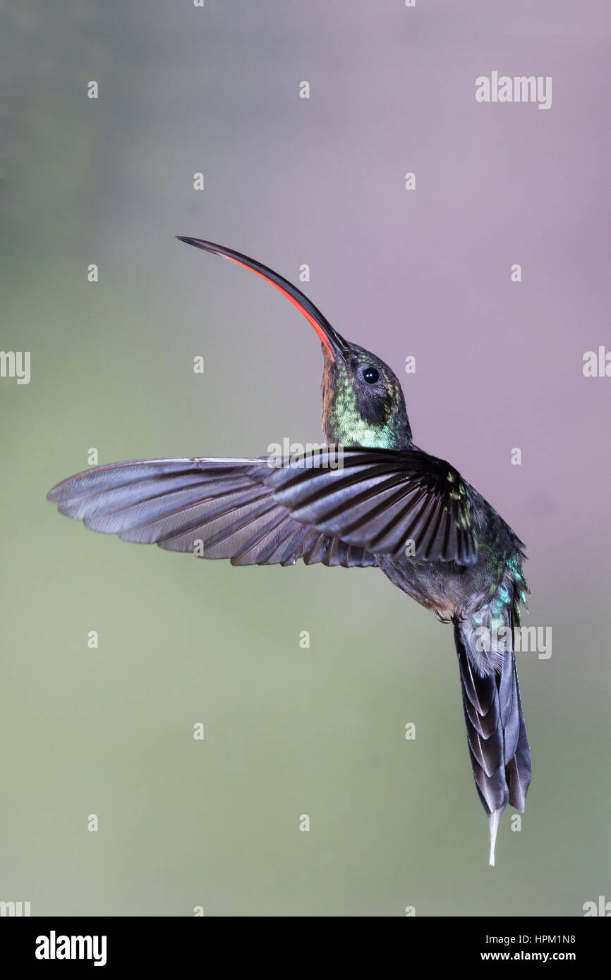 Green Hermit Hummingbird flying (Phaethornis guy) Costa Rica Stock ...