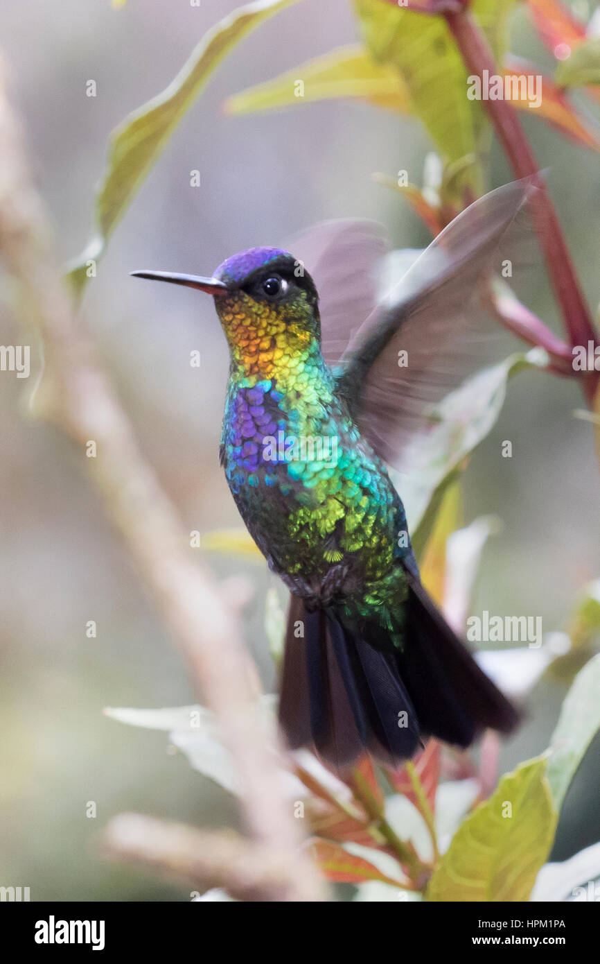 Fiery-Throated Hummingbird flying (Panterpe insignis) Costa Rica Stock ...