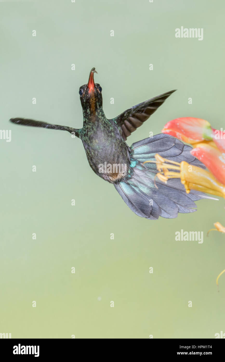 Green Hermit Hummingbird flying (Phaethornis guy) Costa Rica Stock ...