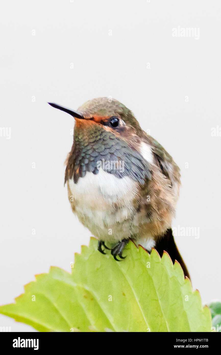 Volcano hummingbird hi-res stock photography and images - Alamy