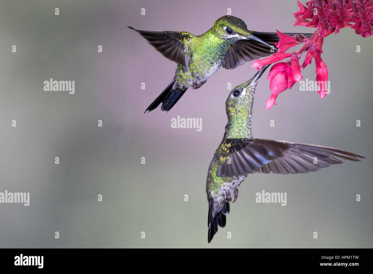 Hummingbirds of costa rica hi-res stock photography and images - Alamy