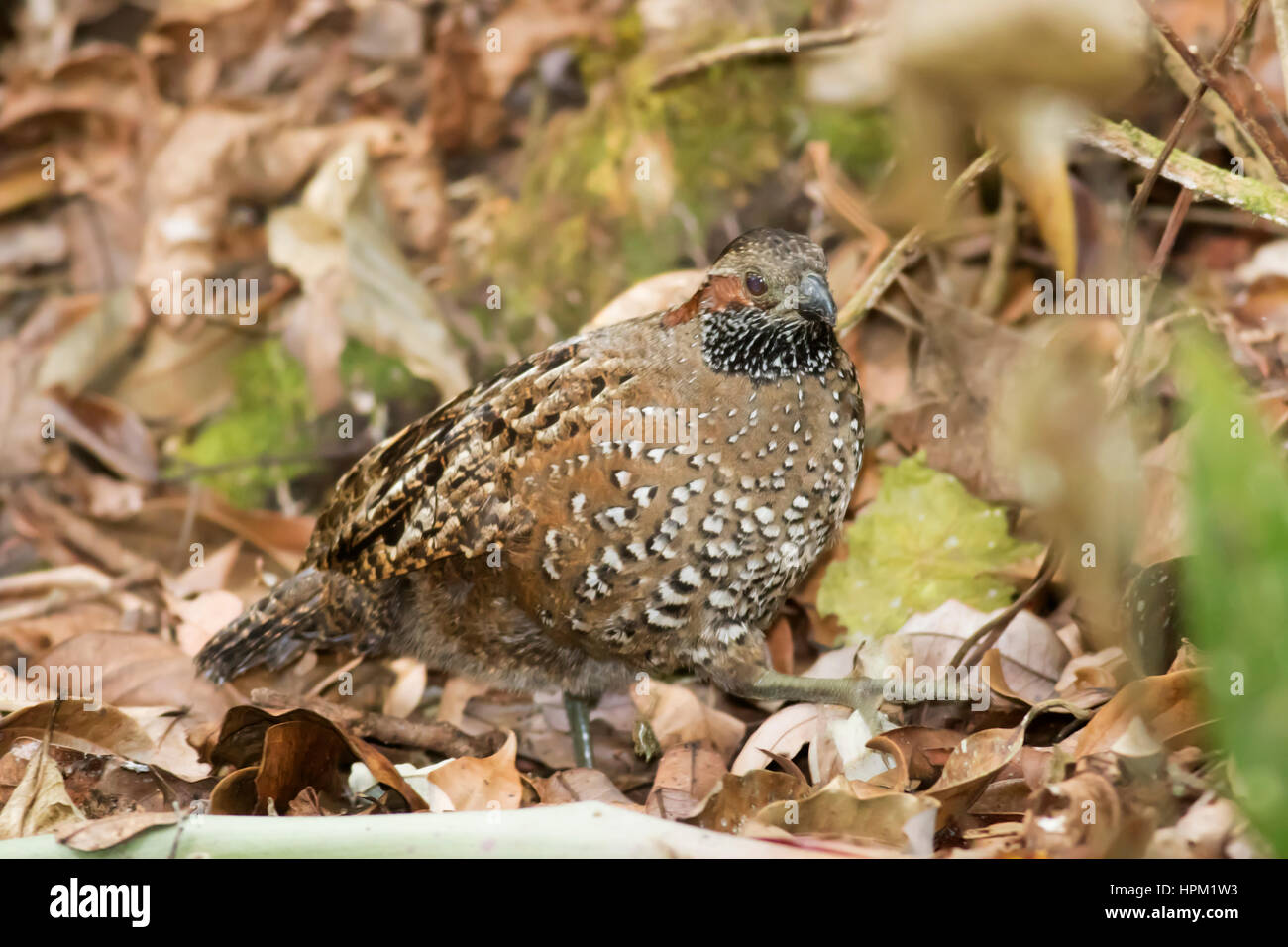 Spotted Wood-Quail (Odontrophorus guttatus) Costa Rica Stock Photo - Alamy