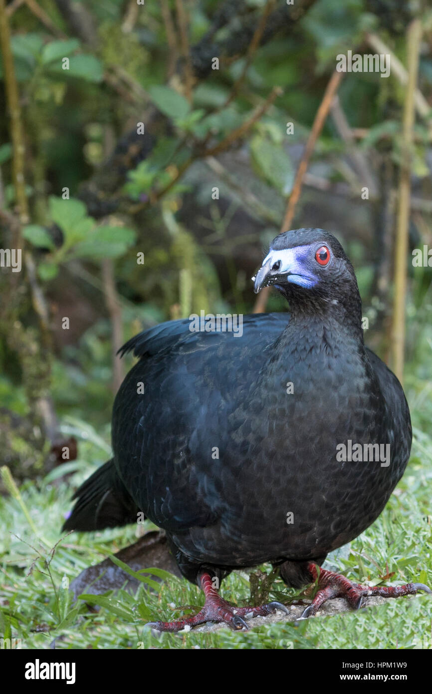 Black Guan (Chamaepetes unicolor) Costa Rica Stock Photo - Alamy