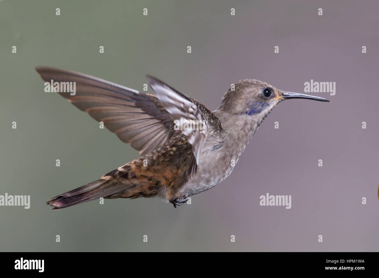 Brown Violetear Hummingbird flying (Colibri delphinae) Costa Rica Stock ...