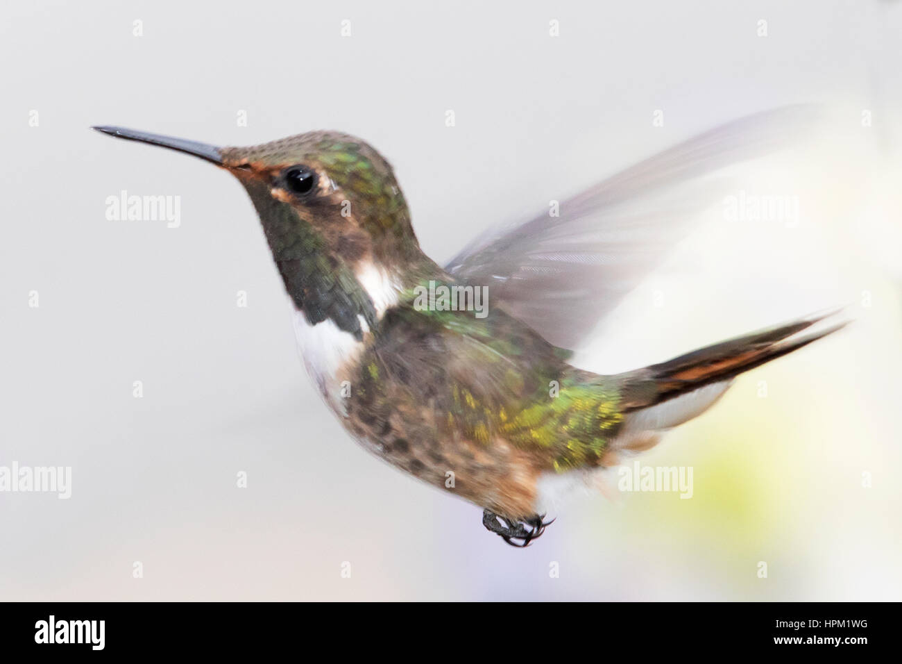 Volcano Hummingbird male flying (Selasphorus flammula) Costa Rica Stock ...
