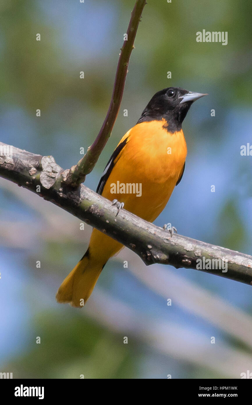 Oriole flying hi-res stock photography and images - Alamy