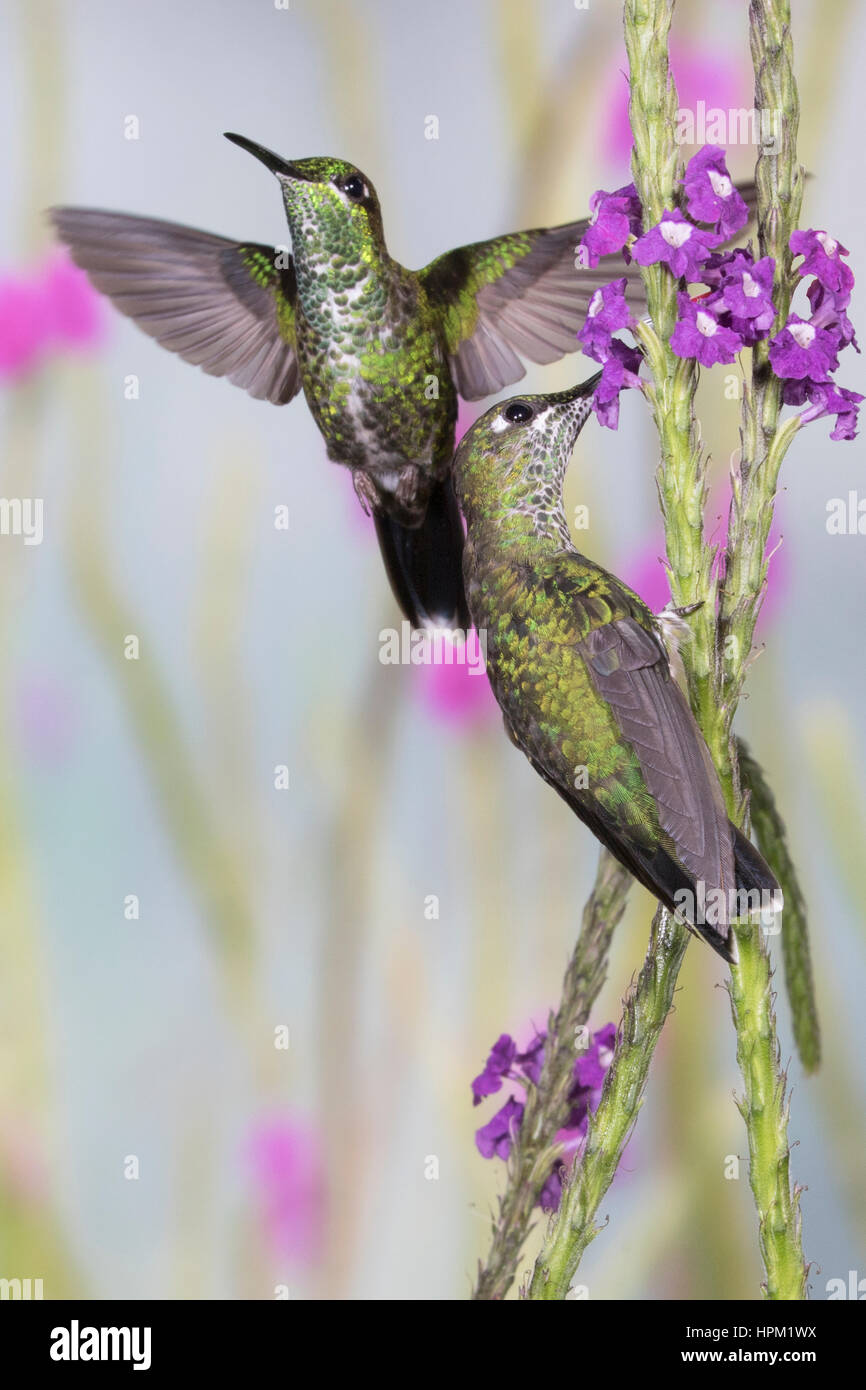 Hummingbirds of costa rica hi-res stock photography and images - Alamy