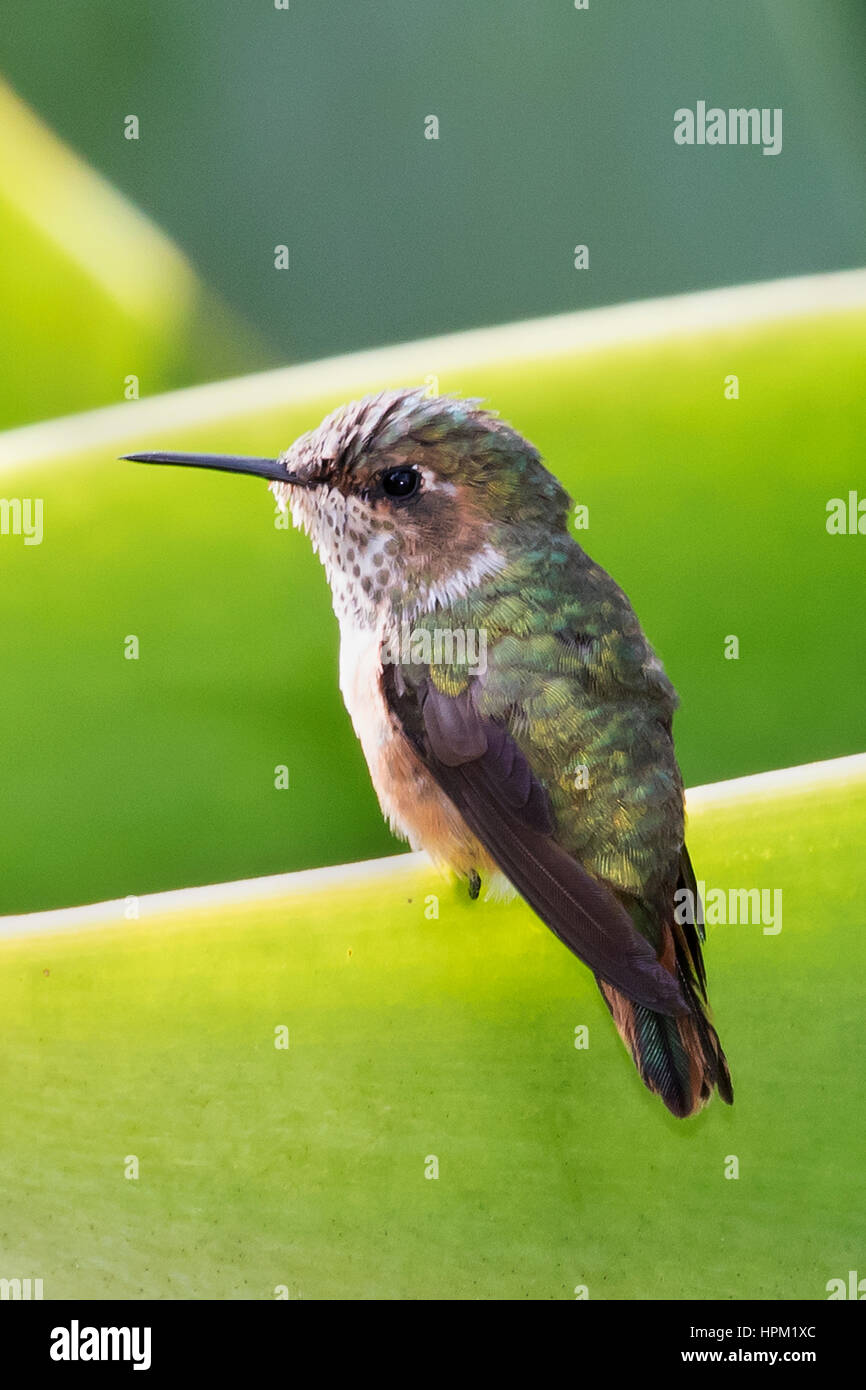 Volcano Hummingbird female (Selasphorus flammula) Costa Rica Stock ...