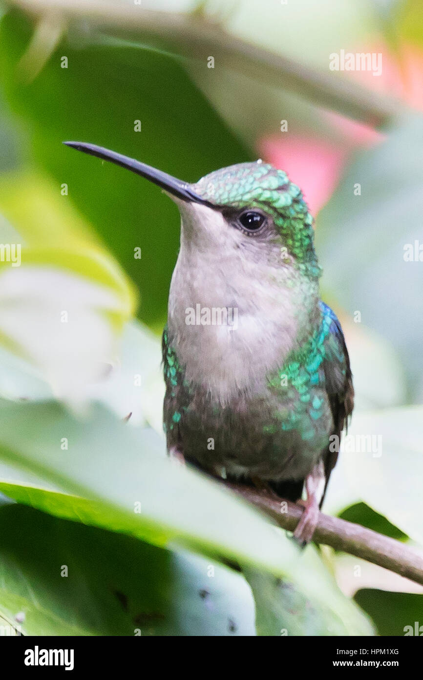 Crowned Woodnymph Hummingbird female (Thalurania colombica) Costa Rica ...