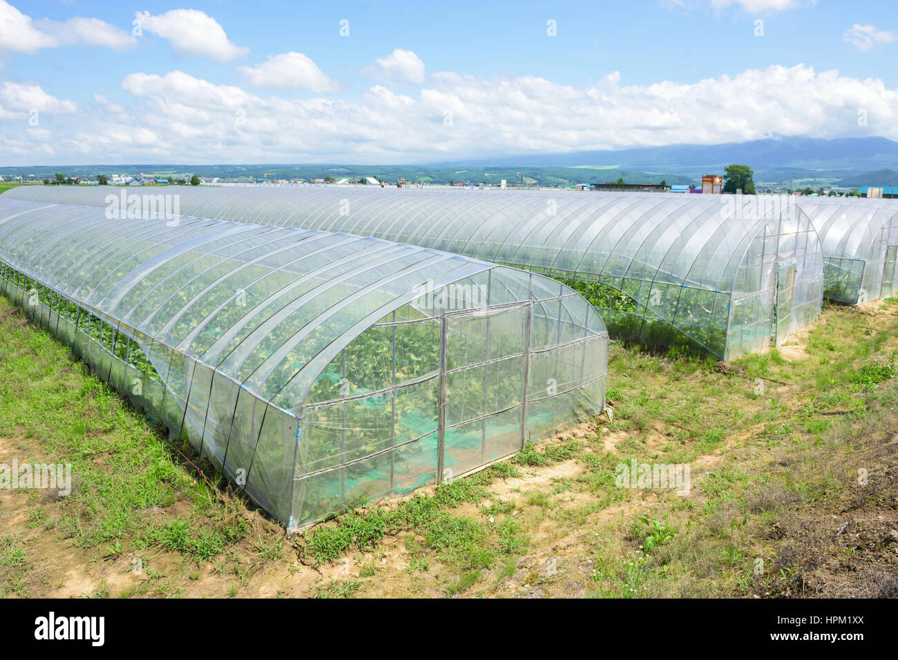 structure of greenhouse in plant field, agriculture in Japan Stock ...
