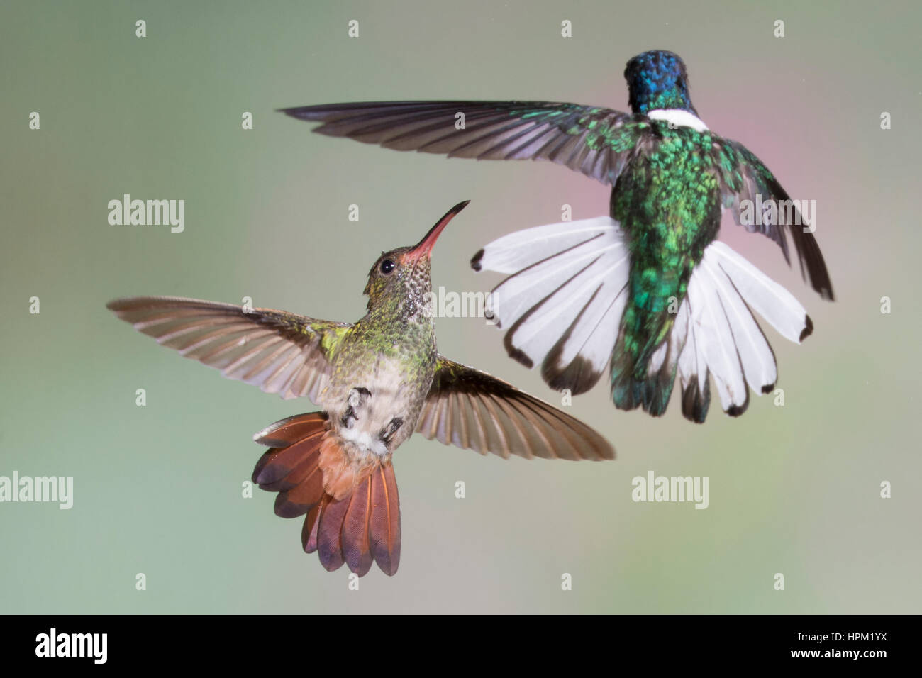 Rufous hummingbird fighting hi-res stock photography and images - Alamy