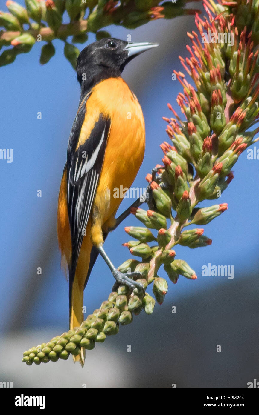 Oriole flying hi-res stock photography and images - Alamy