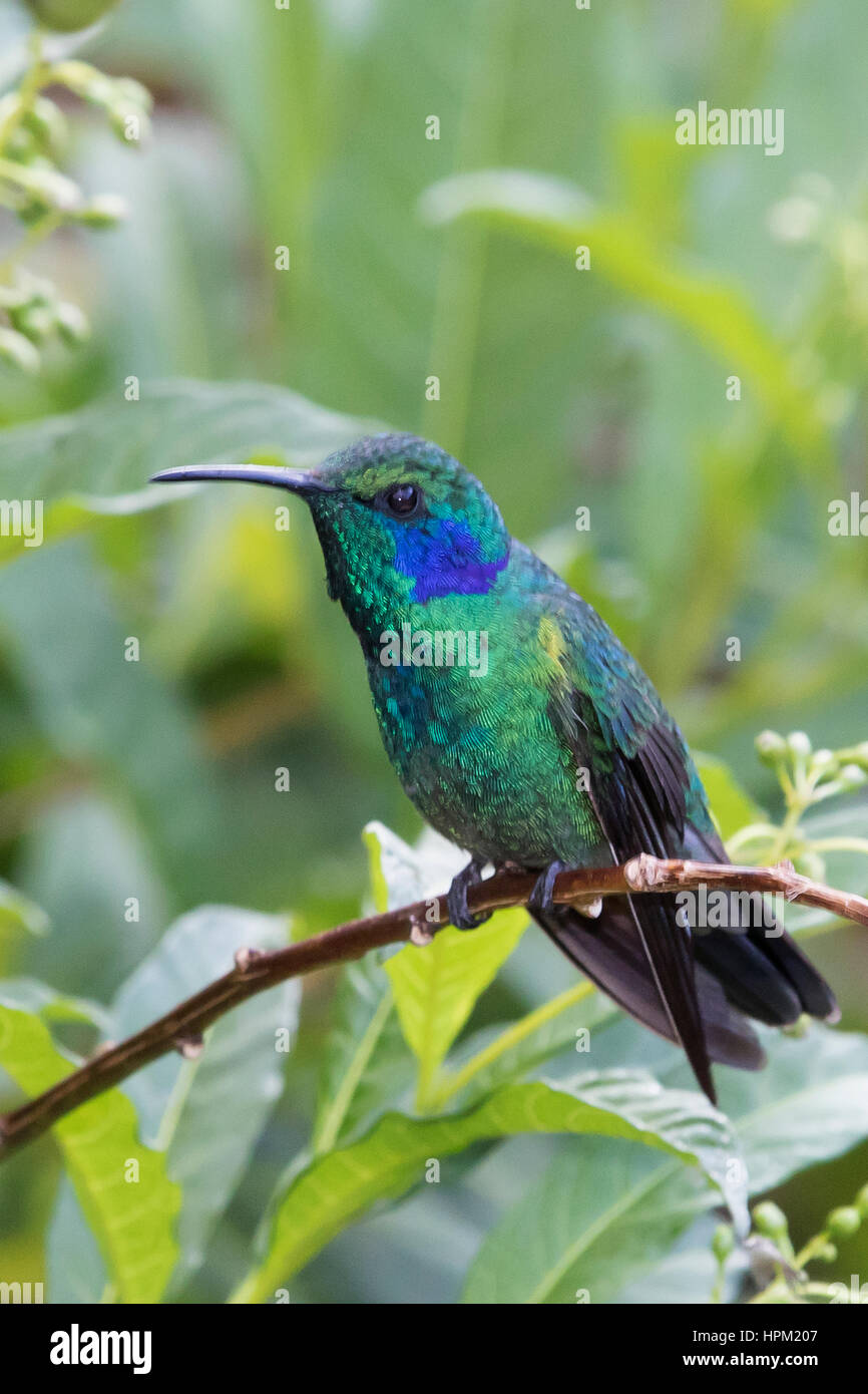 Green violetear hummingbird hi-res stock photography and images - Alamy