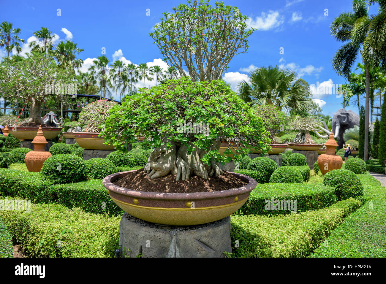 closeup Impala Lily Adenium in the garden Stock Photo - Alamy