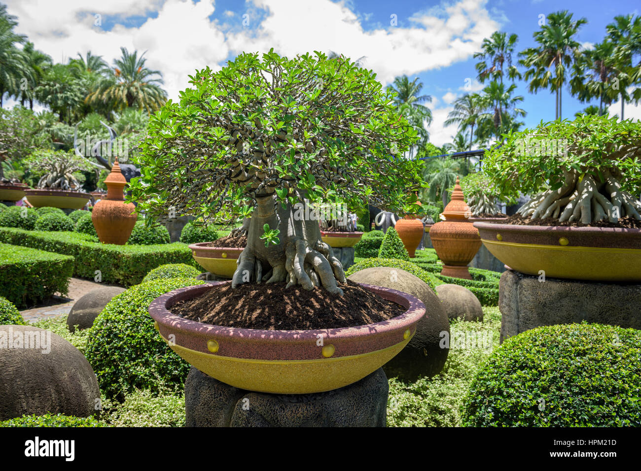 closeup Impala Lily Adenium in the garden Stock Photo - Alamy