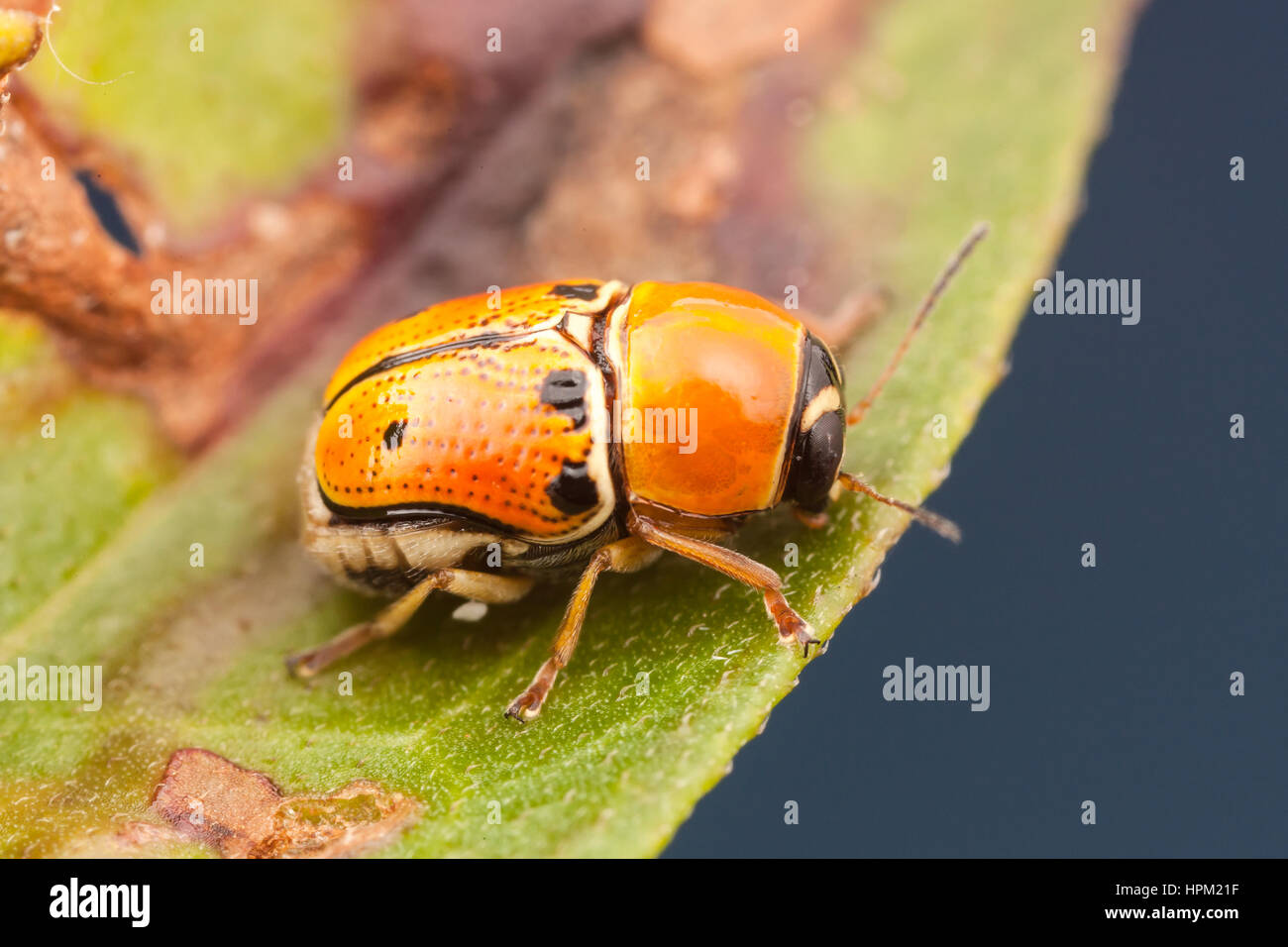 A Case-bearing Leaf Beetle (Griburius larvatus) perches on a leaf Stock ...