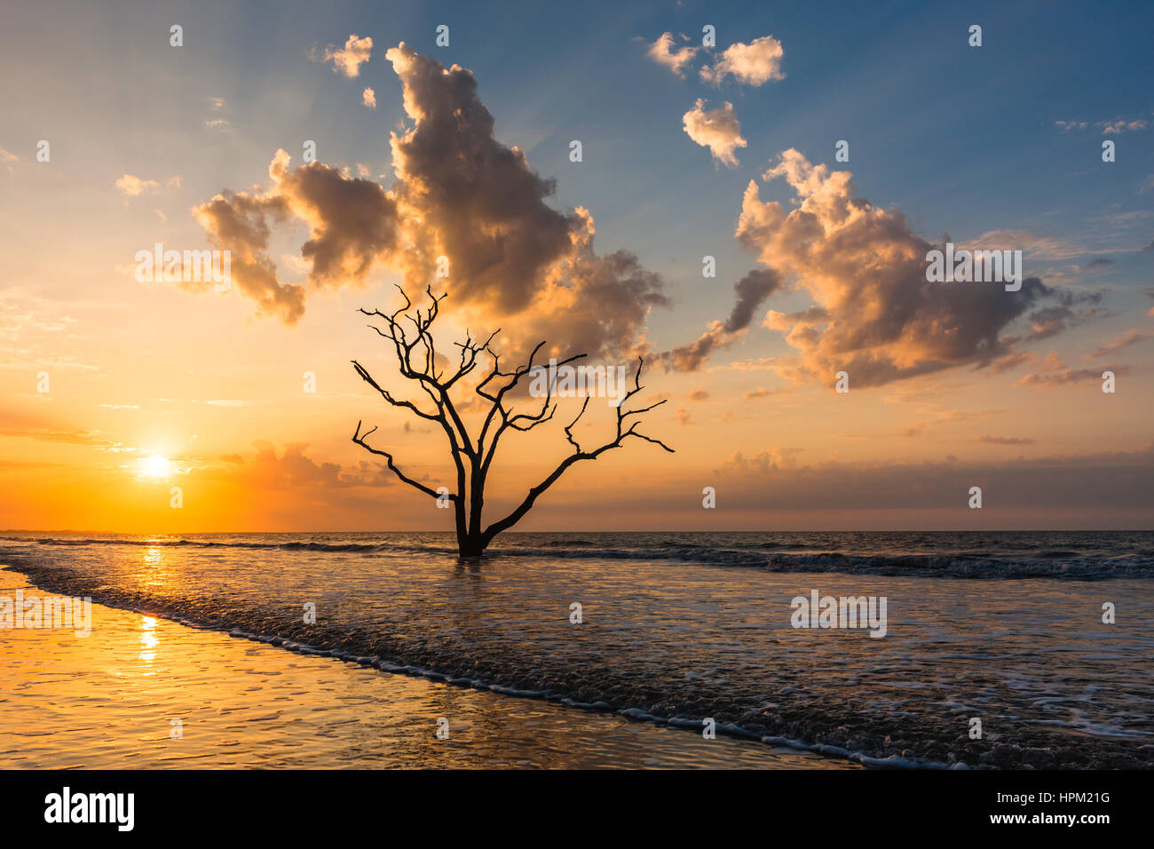 The sun rises over a lone dead oak tree on the beach in Botany Bay ...