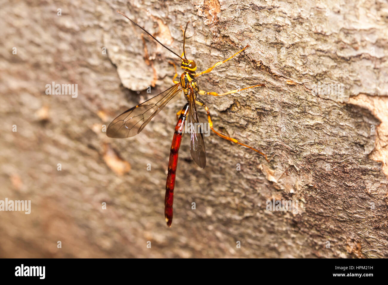 Giant wasps hi-res stock photography and images - Alamy