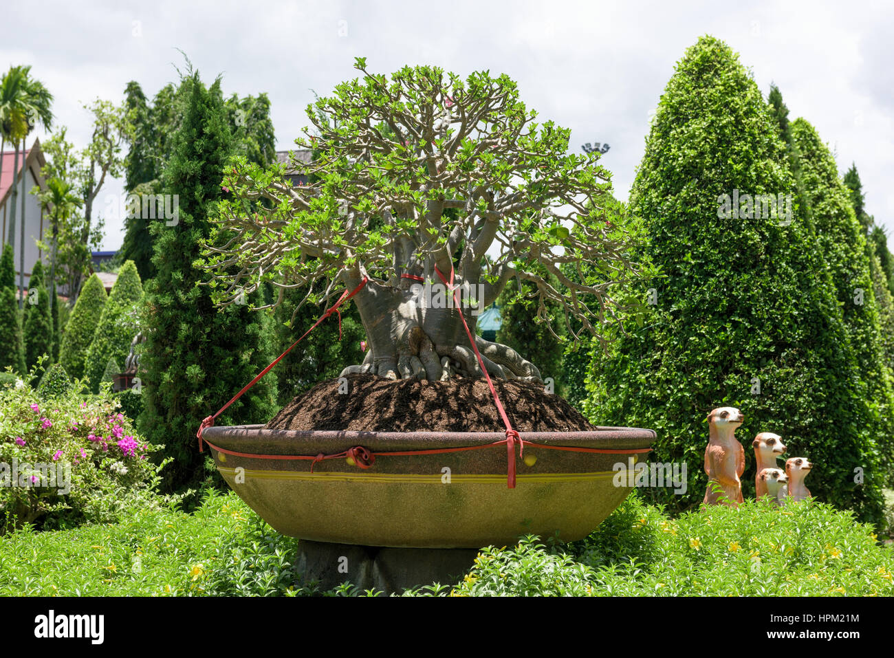 closeup Impala Lily Adenium in the garden Stock Photo - Alamy