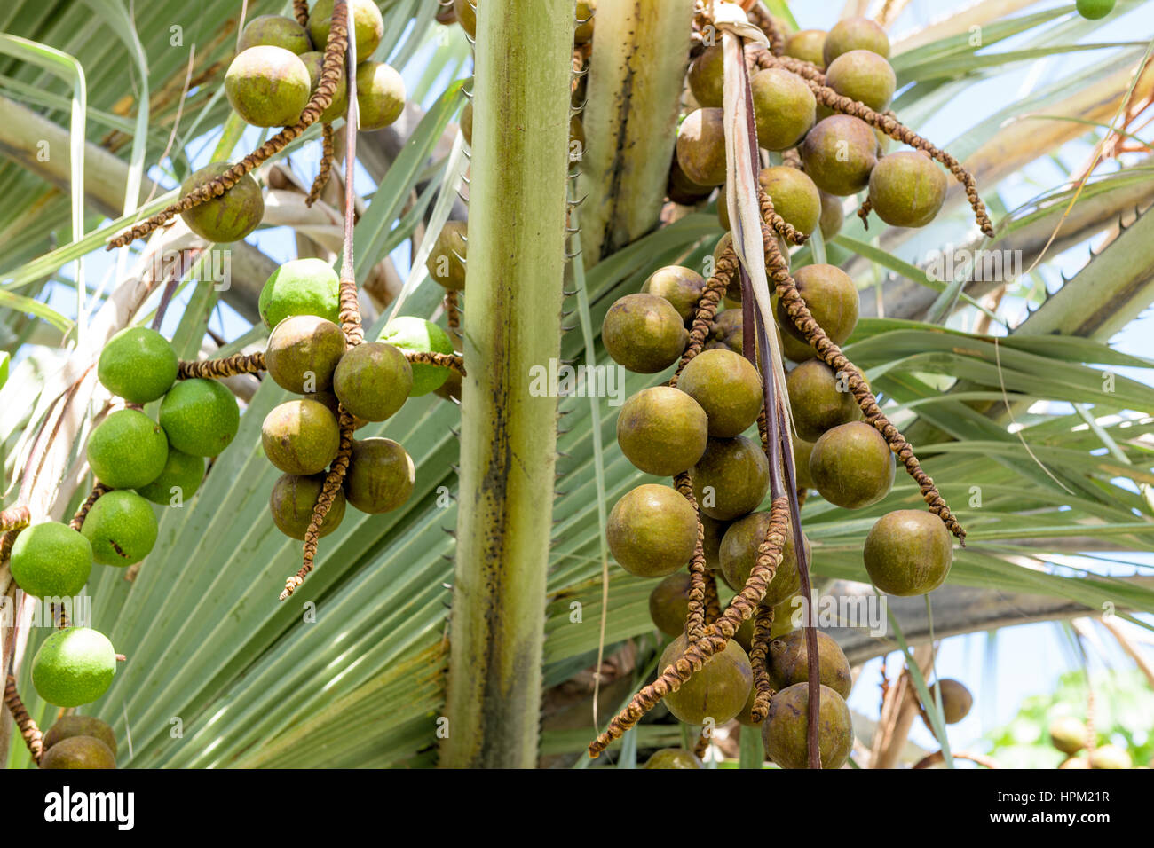 closeup palm tree fruits, palm tree, agriculture industry Stock Photo ...