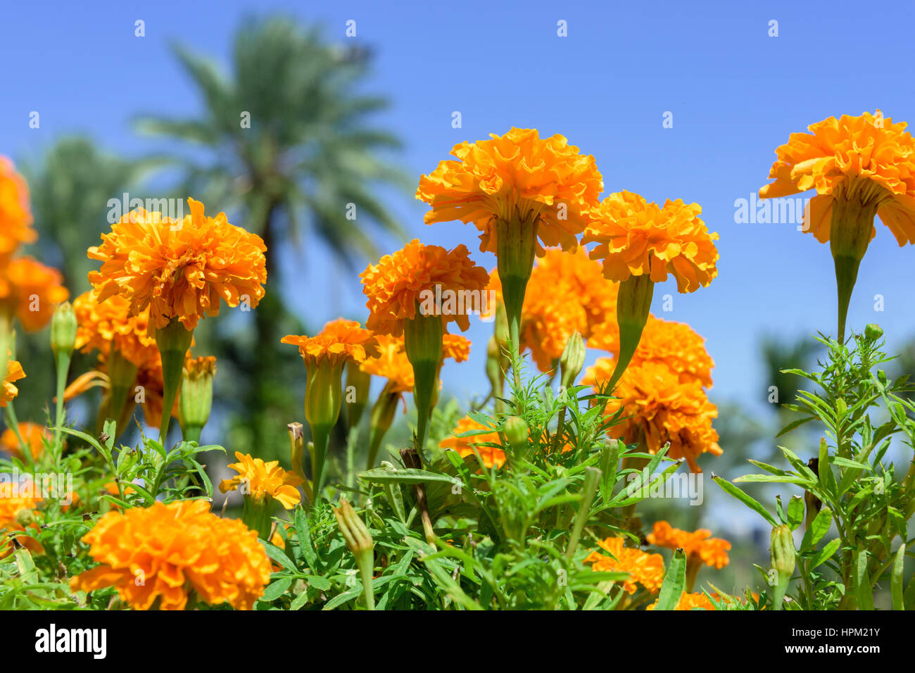 closeup beautiful Marigold blossom in the garden Stock Photo - Alamy