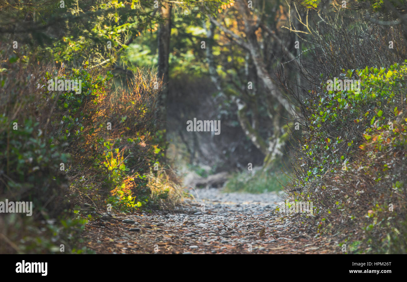 Lush Stoney forest path Stock Photo - Alamy