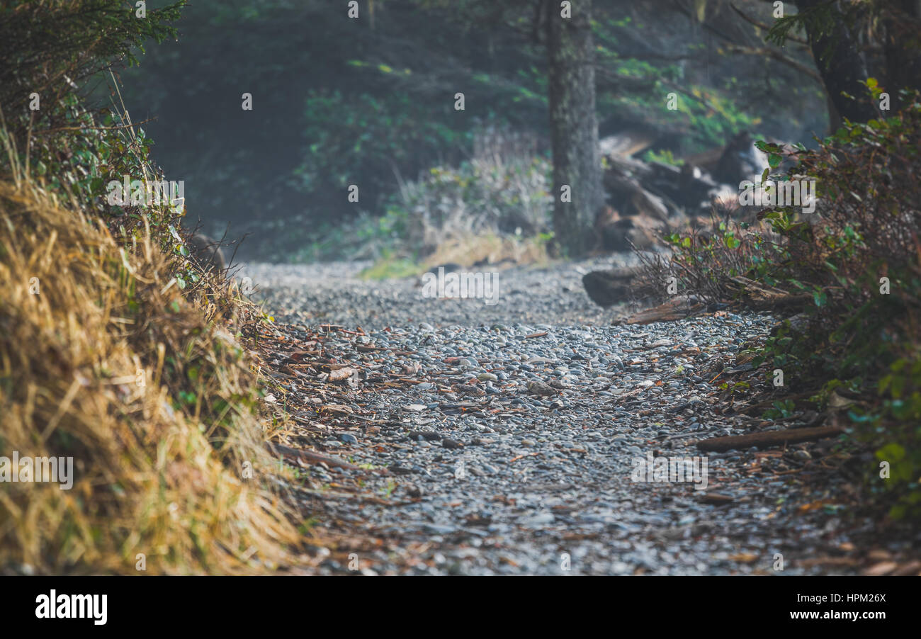 Lush Stoney forest path Stock Photo - Alamy