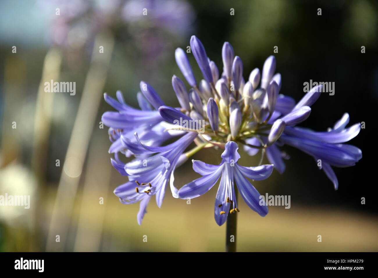 Closeup photo of Lily of the Nile, also called African Blue Lily flower ...