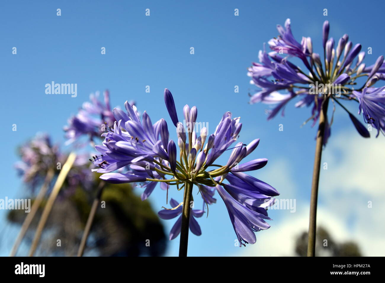 Closeup photo of Lily of the Nile, also called African Blue Lily flower ...