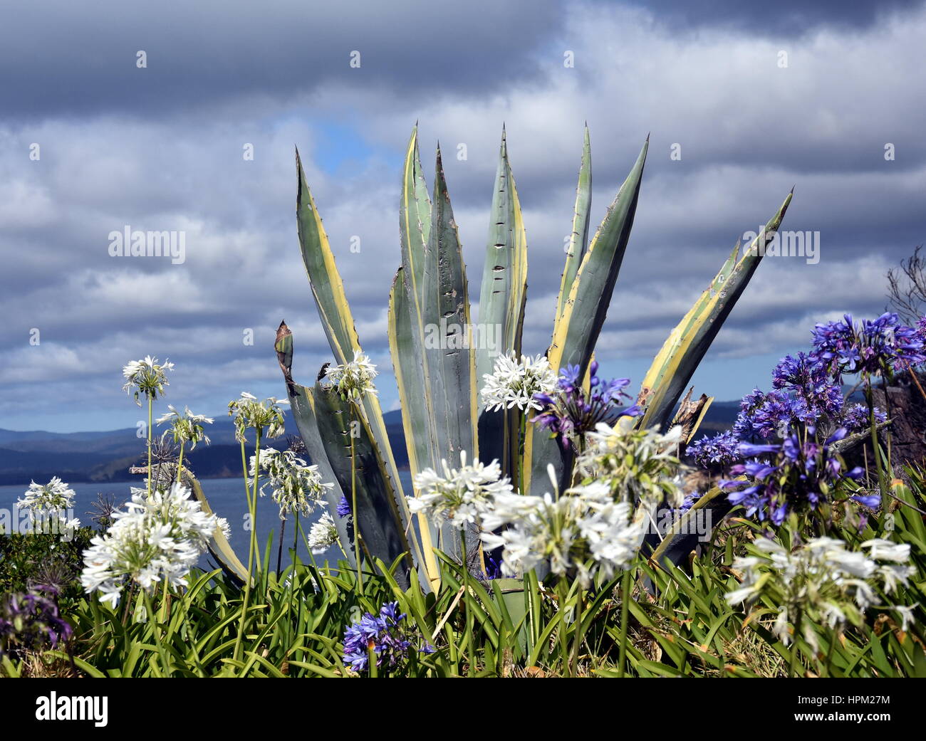 White and blue lilies in front of an agave. Closeup of Lily of the Nile ...