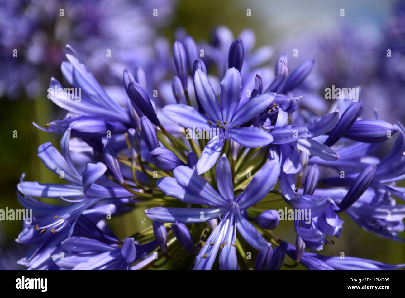 Closeup photo of Lily of the Nile, also called African Blue Lily flower ...