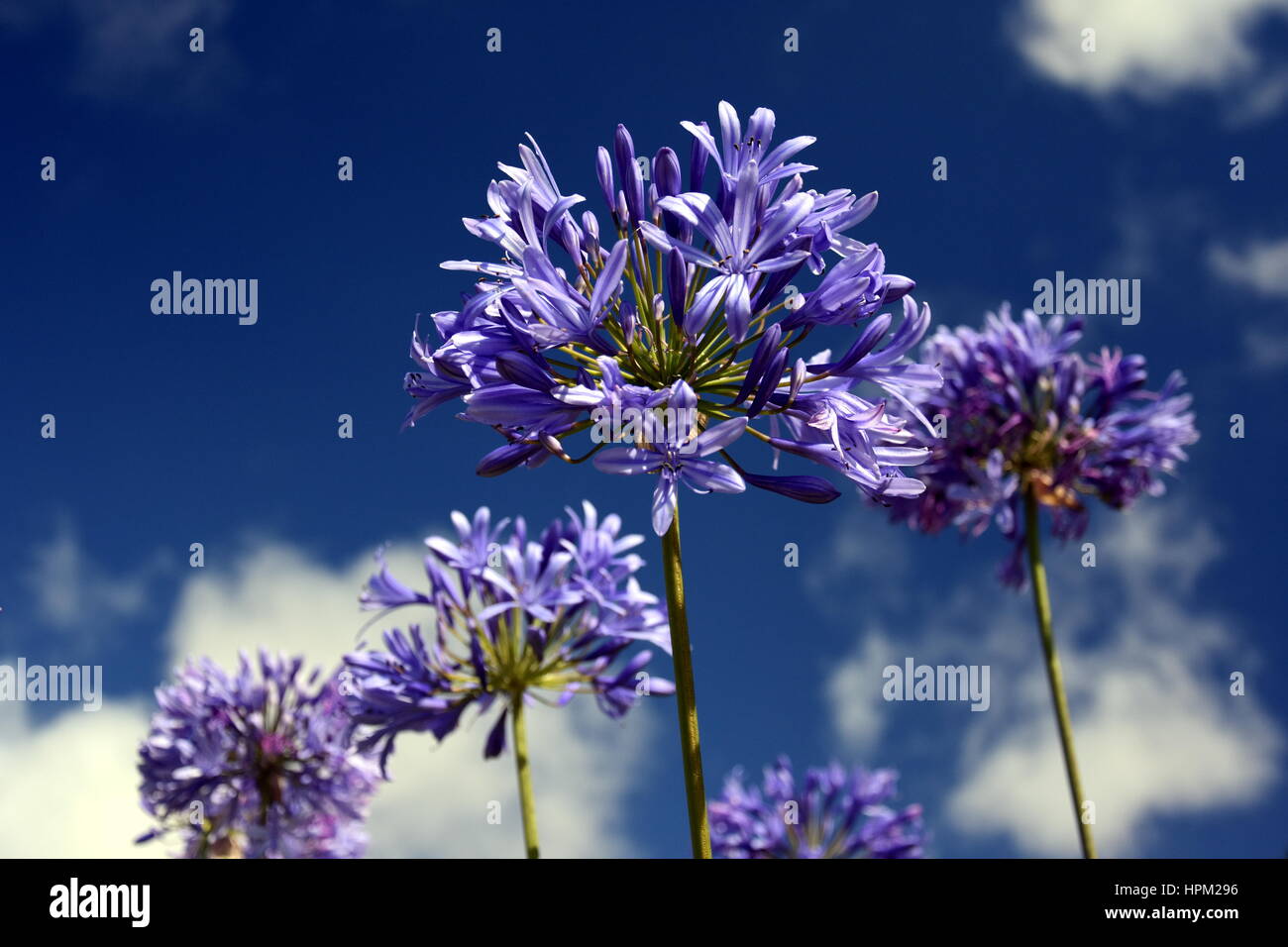 Closeup photo of Lily of the Nile, also called African Blue Lily flower ...