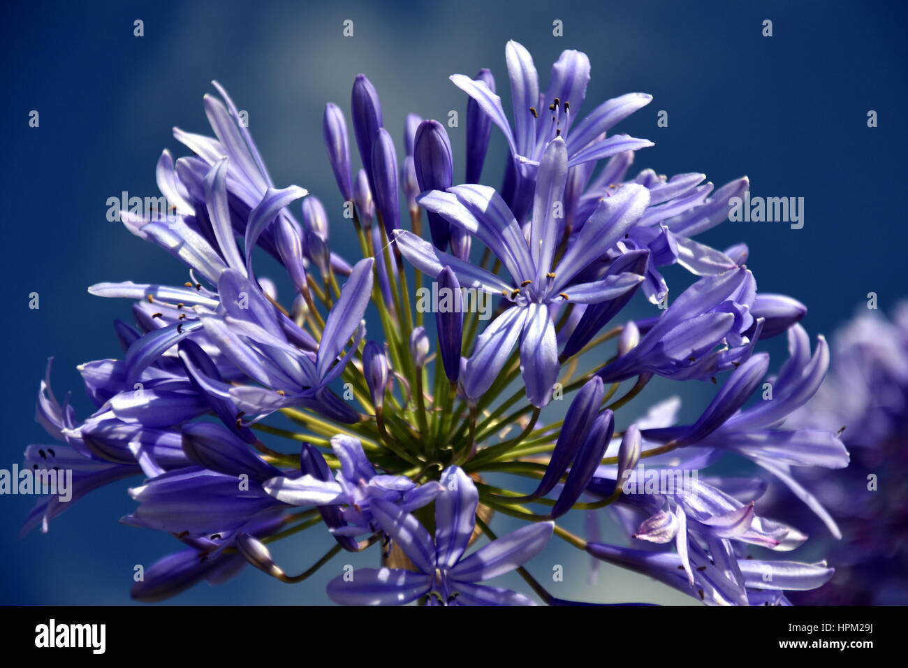 Closeup photo of Lily of the Nile, also called African Blue Lily flower ...