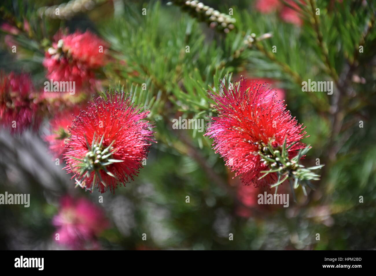 Banksia ericifolia hi-res stock photography and images - Alamy