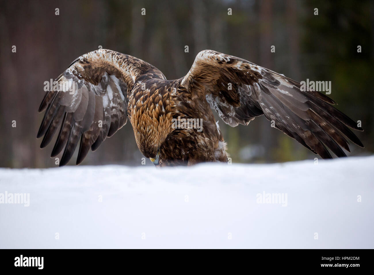 Golden Eagle Landing High Resolution Stock Photography and Images - Alamy