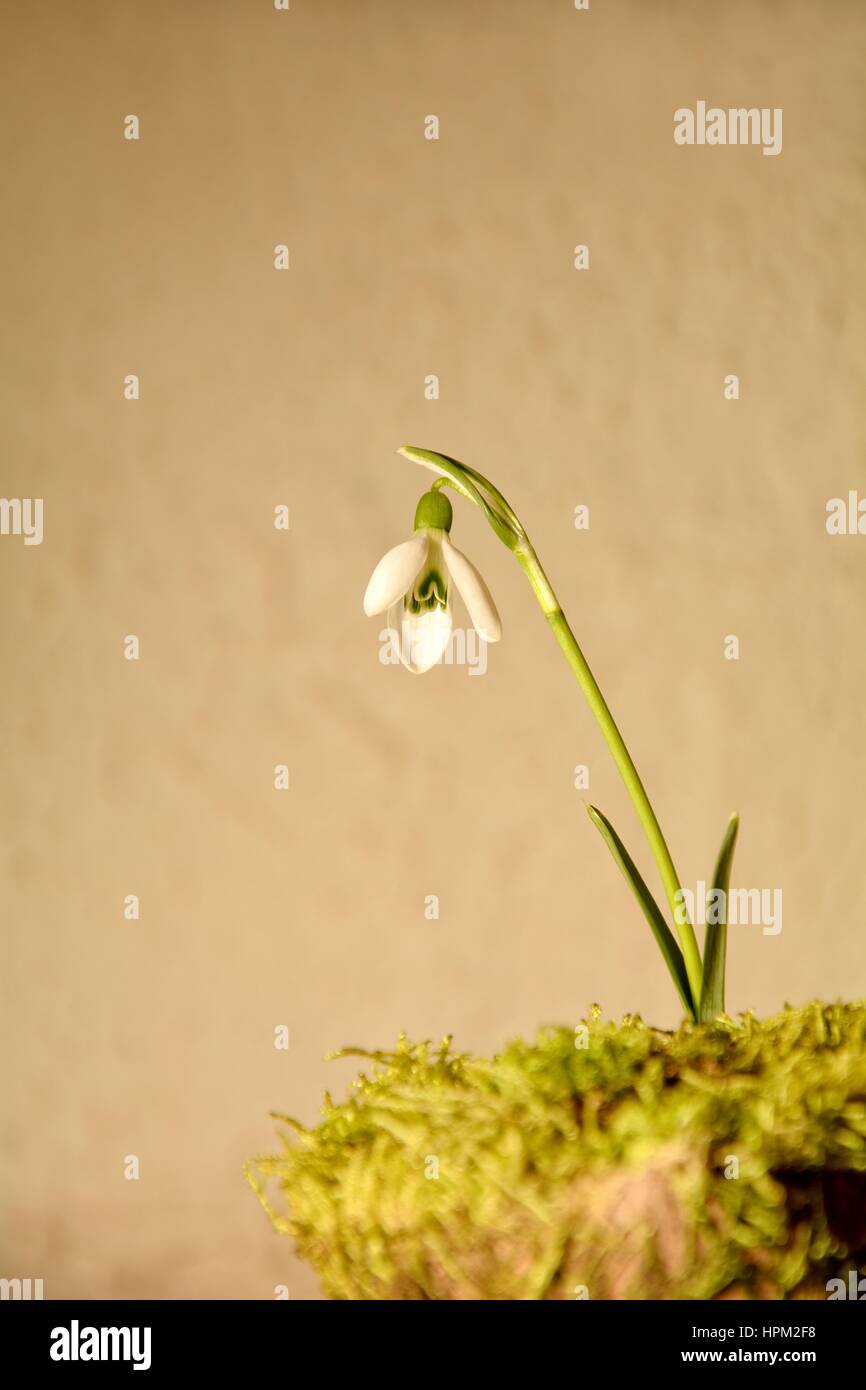 Hanging snowdrop flower hi-res stock photography and images - Alamy