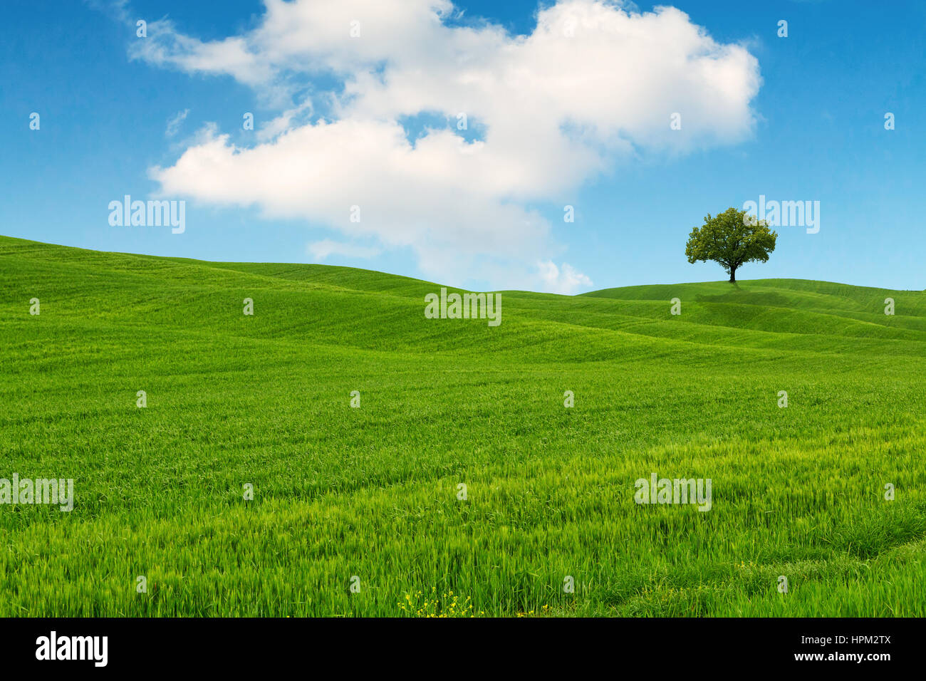 Tuscany landscape, beautiful green hills and lonely tree springtime in ...