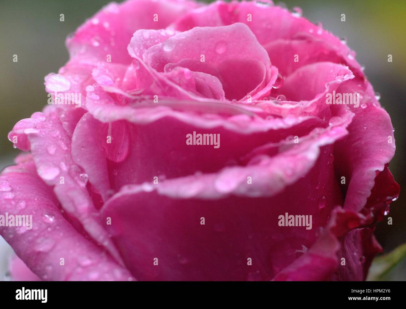 slight pink and white roses wrapped with rainwater Stock Photo - Alamy