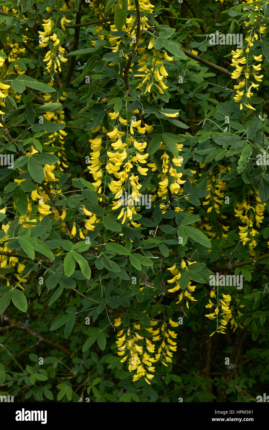 laburnum anagyroides inflorescences Stock Photo - Alamy