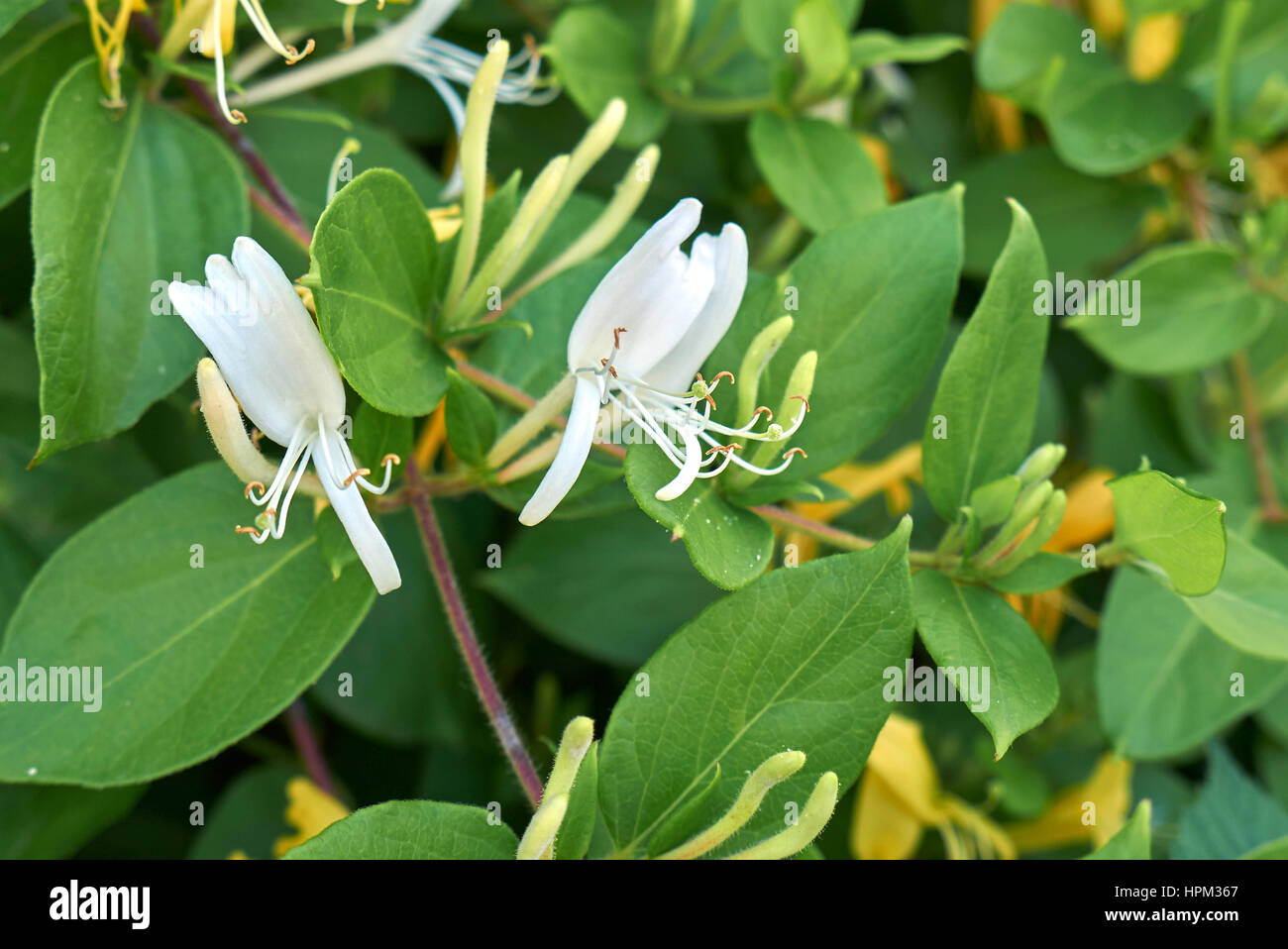 Lonicera japonica hi-res stock photography and images - Alamy