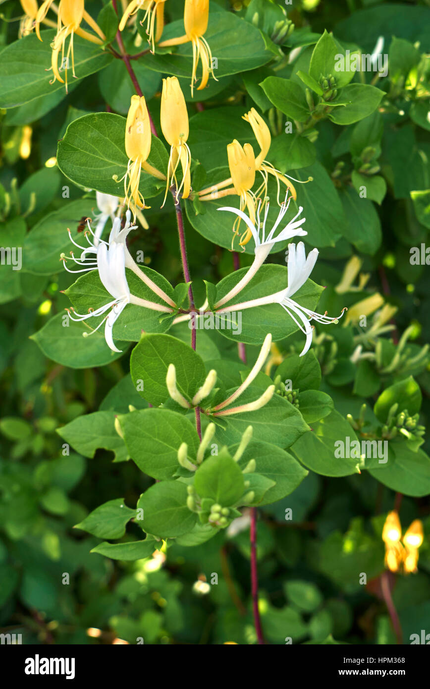 Lonicera japonica hi-res stock photography and images - Alamy