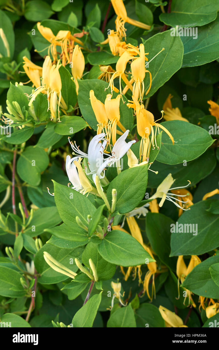 Lonicera japonica hi-res stock photography and images - Alamy
