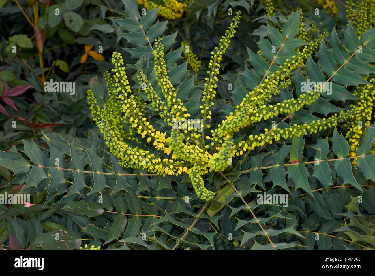 Mahonia red leaves hi-res stock photography and images - Alamy
