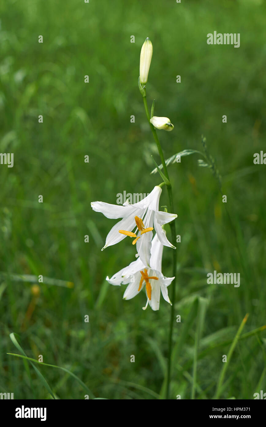 Italy Paradisea Liliastrum High Resolution Stock Photography and Images ...