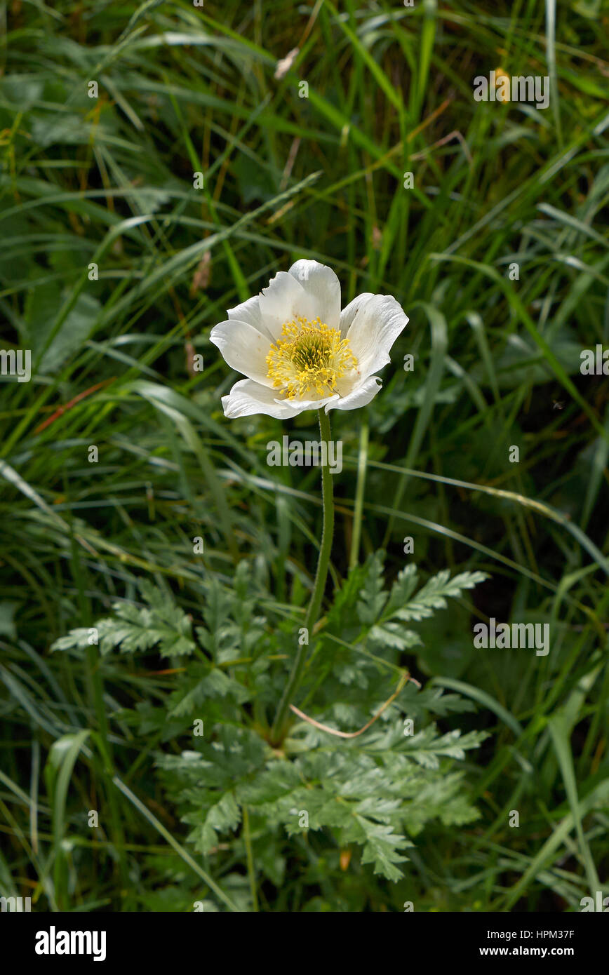 Alpine anemone pulsatilla alpina hi-res stock photography and images ...