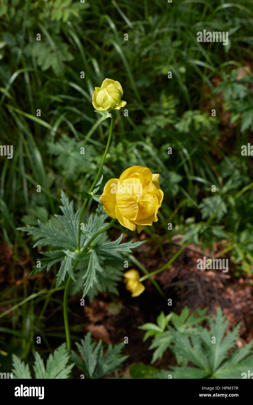 Slightly poisonous hi-res stock photography and images - Alamy